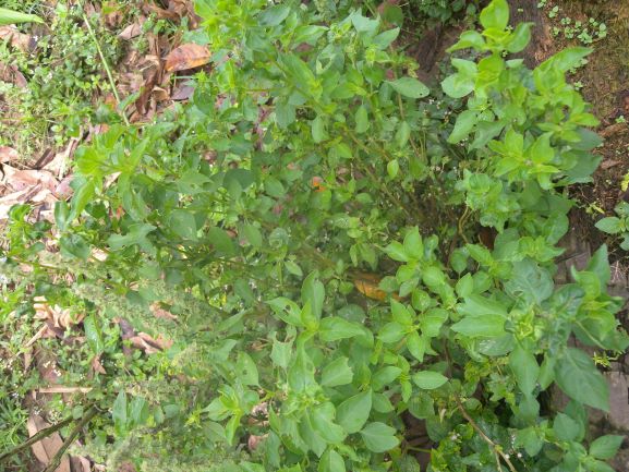 DayakPlants.Id – Information of Dayak Plants, Details and Usage